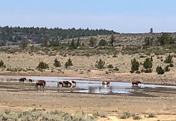Explore the Beauty of Steens Mountain - Overlanding, Camping, Trails ...